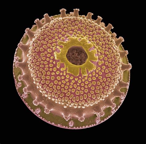 Diatom Sem 3 Photograph By Steve Gschmeissner Fine Art America
