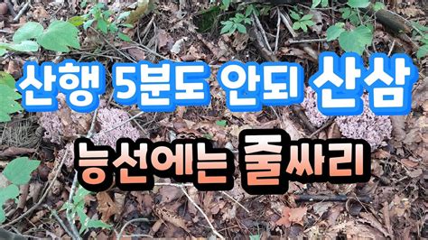 산행 5분도 안되 산삼 능선에는 줄 송이싸리 산삼 버섯 동시 산행 Youtube