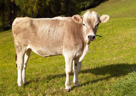 Brown Cow On Meadow Bos Primigenius Taurus Stock Photo Image Of