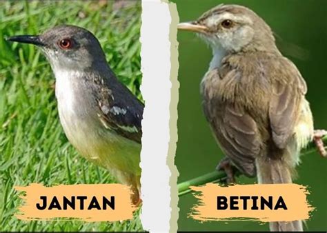 Cara Membedakan Ciblek Sawah Jantan Dan Betina Secara Akurat Beternak