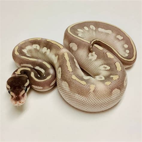 mystic potion ball python by bhb reptiles
