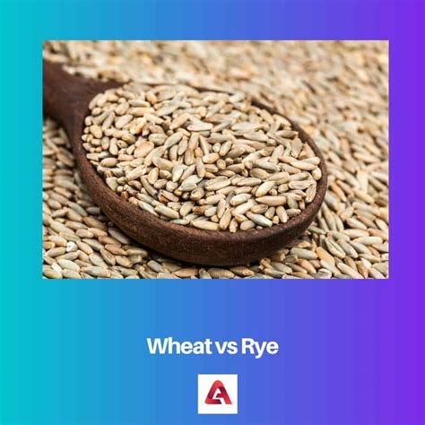 Wheat Vs Rye Difference And Comparison