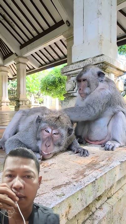 Monyet Jarang Mandi Ya Gitu Banyak Kutunya Monyet Monyetlucu