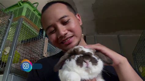 Karakteristik Kelinci Holland Lop - IPOP - YouTube