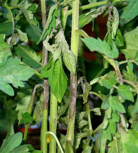 Common Tomato Diseases And Disorders Got Pests Board Of Pesticides
