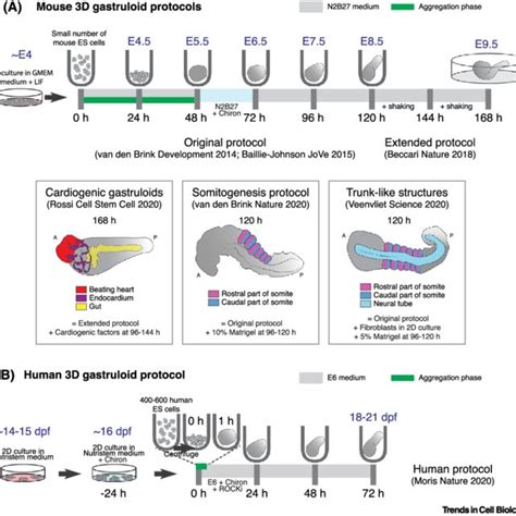 Body Axis Formation In Mouse Embryos A Anterior Posterior