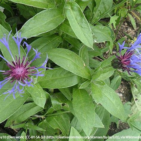Washington State Noxious Weed Control Board