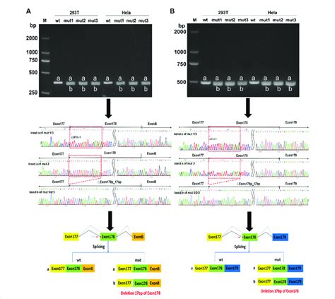In Vitro Minigene Assay Of Wild Type Wt Neb C24871gt Mut 1 Neb