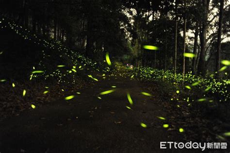 南投蓮華池「日賞桐花夜賞螢」 林試所提供秘密景點 Ettoday生活新聞 Ettoday新聞雲