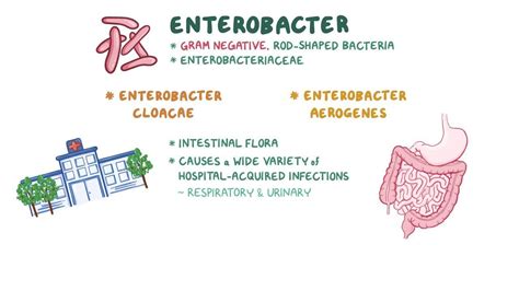 Video Enterobacter Osmosis