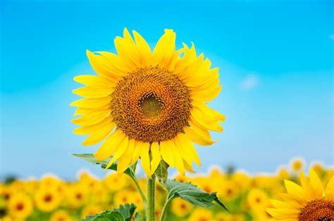 Hermoso Paisaje Con Campo De Girasol Sobre Cielo Azul Nublado Y