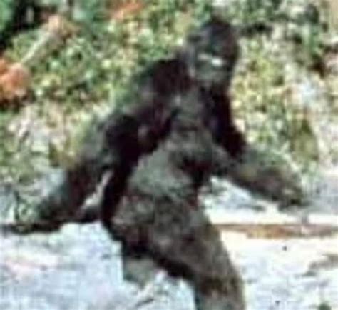 Sasquatch Monster Wiki Fandom