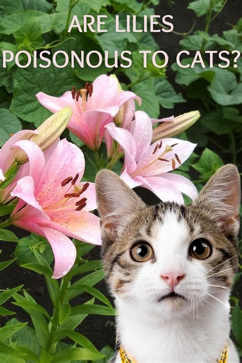 Are Lilies Poisonous To Cats