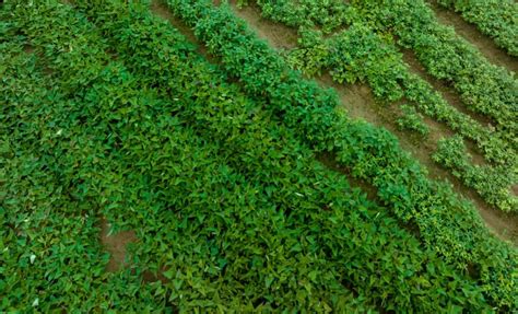 How To Treat Sweet Potato Pests And Diseases Management Control And Prevention
