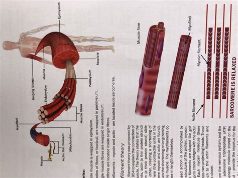 Section 2 Neuromuscular System Muscular System Diagram Quizlet