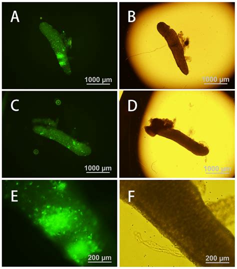 Expression Of Egfp In The Gonads Lentiviral Vector Was Injected Into