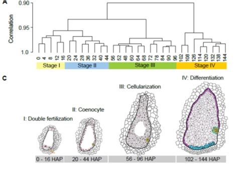 High Temporal Resolution Transcriptome Landscape Of Early Maize Seed Development Plant Cell