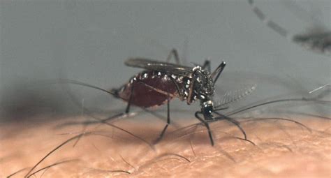 Mosquitos Del Dengue Se Habrían Vuelto Resistentes Gracias A Nueva