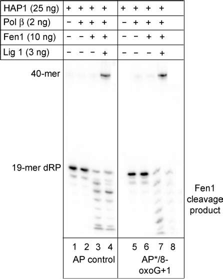 Effect Of 8 Oxog On The Efficiency Of Repair Of A Reduced Ap Site Using