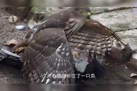 这只兔子太倒霉了刚从猫咪嘴里逃脱却被老鹰逮个正着