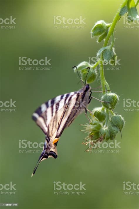 아름 다운 나비 Iphiclides Podalirius 항해 보트 의 가족 숲 꽃 사이에서 지우기 이른 아침에 곤충에 대한 스톡