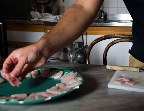 How To Keep Your Cat Entertained When You Re Busy Cats Will Play