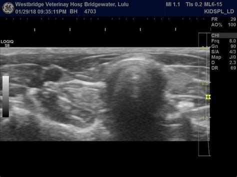 Feline Soft Tissue Mineralization