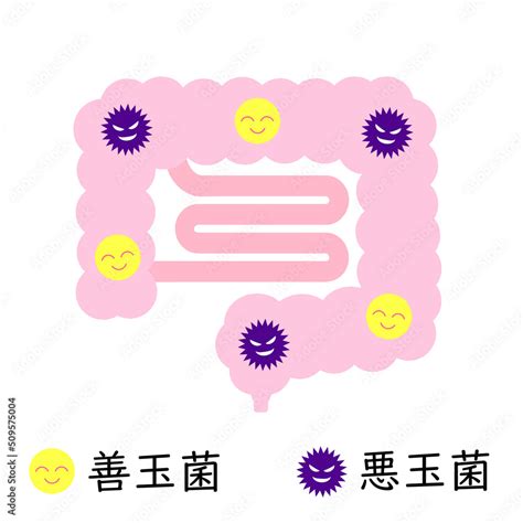 善玉菌と悪玉菌が共存する腸のベクターイラスト Stock ベクター Adobe Stock