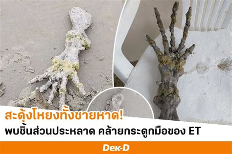 สะดุ้งโหยงทั้งชายหาด พบชิ้นส่วนประหลาด คล้ายกระดูกมือของ Et