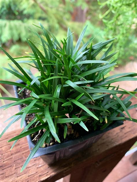 Live Mondo Grass Dwarf Mondo Grass Ophiopogon Japonicus Etsy