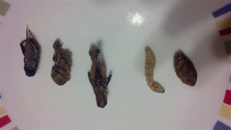 I Try It So You Dont Have To Assorted Bugs So Good Blog