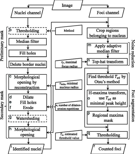 flow chart with steps of the algorithm used to create foco the left