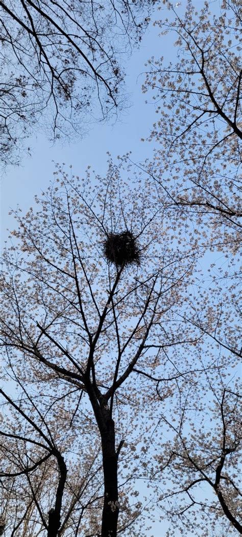 배연국의 까치의 건축술 나무 위에서 까치 부부가 바쁘다 두 마리가 번갈아 나뭇가지를 물고 와 집을 짓는다 까치집이 완성되자 둥지 주변에서 둘이 사이좋게 휴식을 취한다