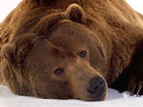 100 Cute Brown Bear Wallpapers