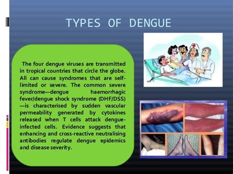 Dengue Feber Essay