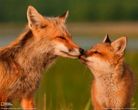 Foxes Fox Photo 25854529 Fanpop