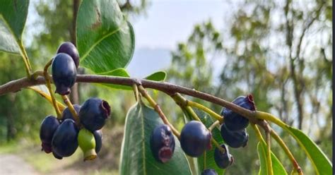 Benefits Of Jamun पहाड़ों में आया जामुन का मौसम जानें इस सुपर फ्रूट