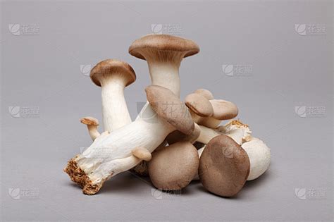灰色或白色背景上的杏味蘑菇