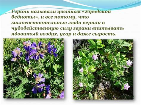 Презентация на тему: "Герань - символ уюта и душевного комфорта ...