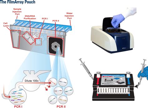 Pcr Microbiology Learning The Whyology Of Microbial Testing