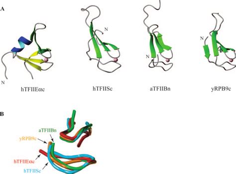 Structural Comparison Of The Htfiiec With The Zinc Ribbon Domains A