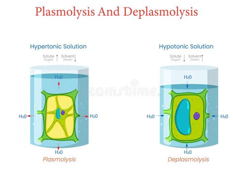 Diagram Of Plasmolysis And Deplasmolysis In Plant Cells Stock