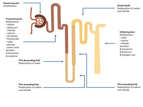 Nephron Parts And Functions