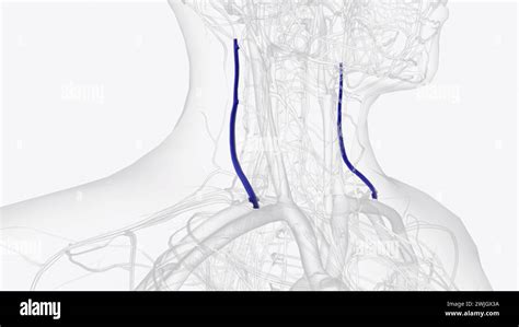 External Jugular Vein