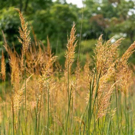 Indian Grass Plant Sets