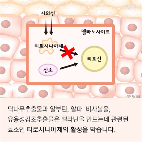 멜라닌을 파괴하는 미백 화장품은 없다 네이버 블로그