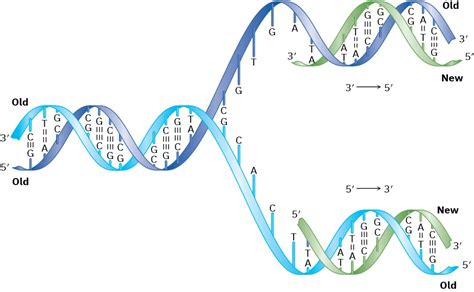 Replication Of DNA Organic Chemistry OpenStax