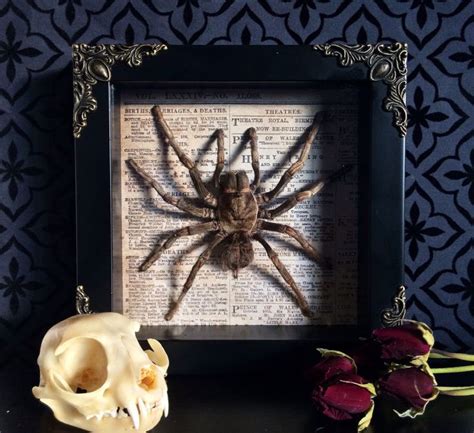 Victorian Tarantula Shadow Box Taxidermy Entomology Etsy Canada