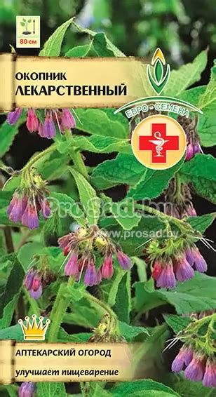 Купить семена Окопника Лекарственного в интернет-магазине семян Просад ...