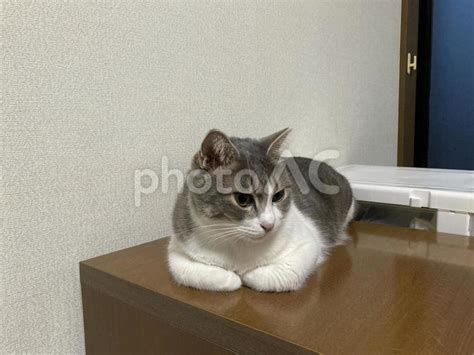 香箱座りする猫 No 22319786｜写真素材なら「写真ac」無料（フリー）ダウンロードok